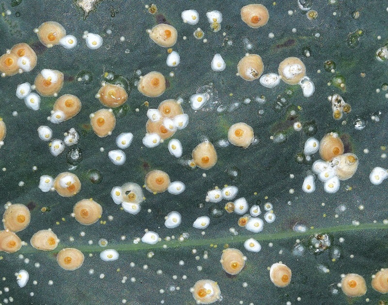 Oleander scale from Almería, España on May 9, 2020 at 05:56 PM by ...