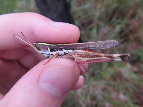 Macrotona picta · iNaturalist