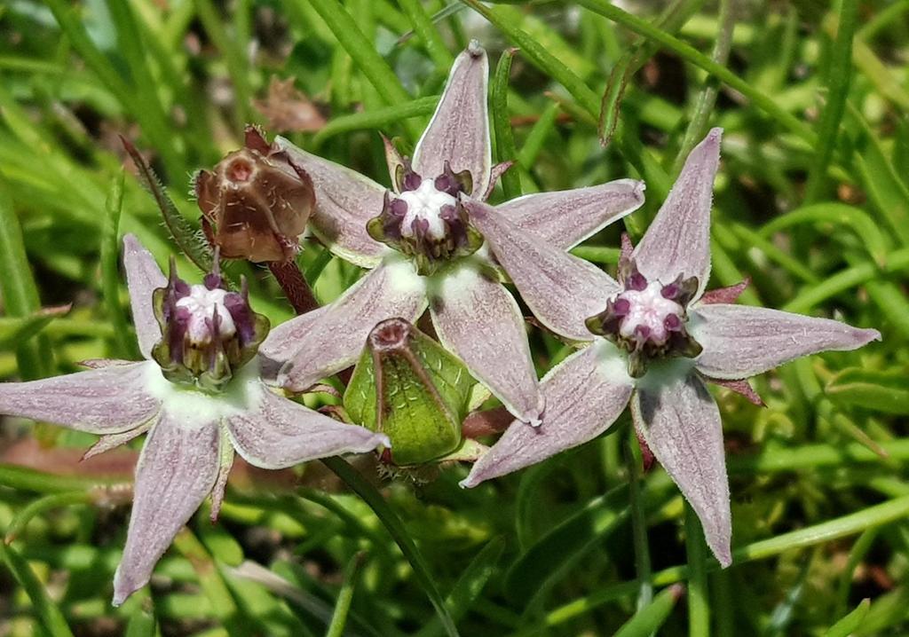 Humped Turret Flower in November 2020 by Rob Palmer · iNaturalist