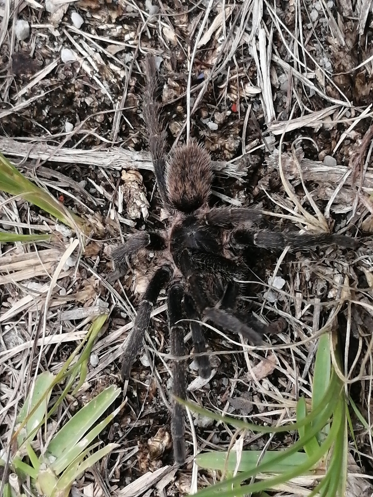 Southern Baboon Spiders from Greater Plettenberg Bay, South Africa on ...