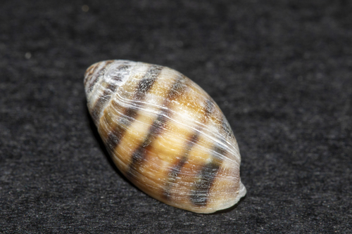 Melampus sincaporensis · iNaturalist