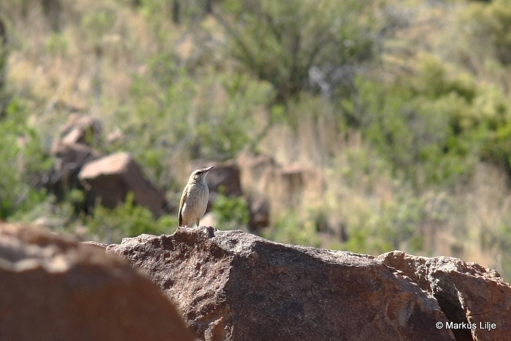 Yellow-tufted Pipit (Biogaps (s Afr) Pentad 3140_2320: Species List ...