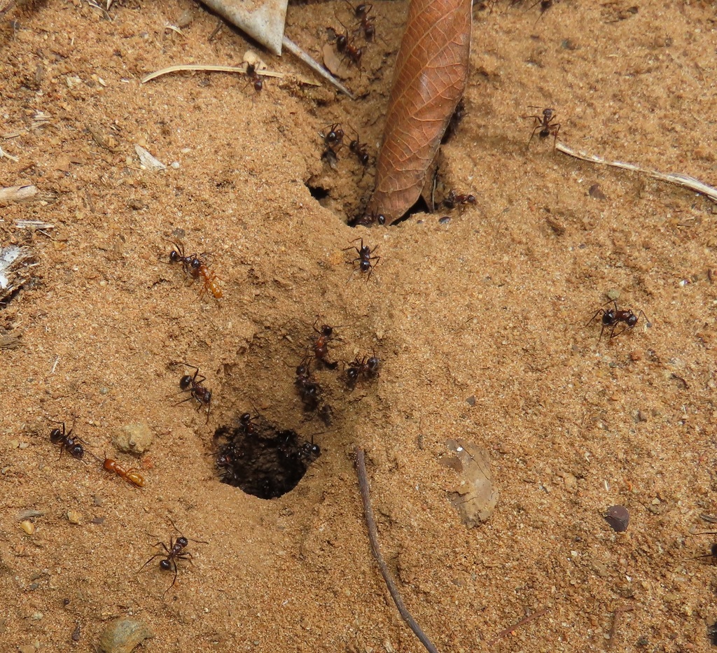 Driver Ants and Allies from iSimangaliso, South Africa on November 22 ...
