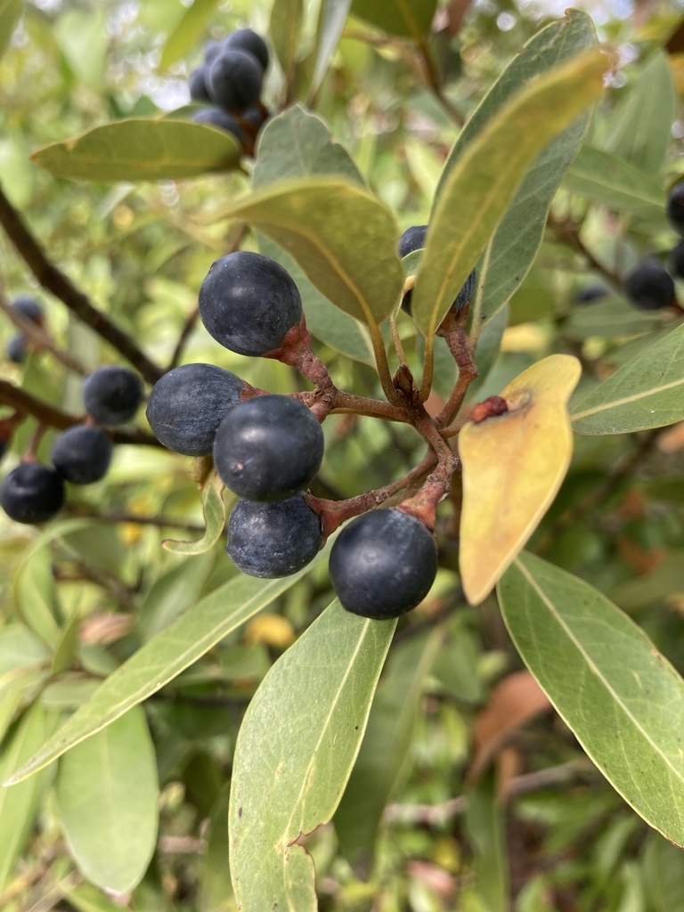 redbay (Persea borbonia) - Botanical Realm