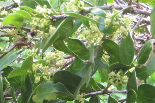 Elaeodendron schweinfurthianum · iNaturalist