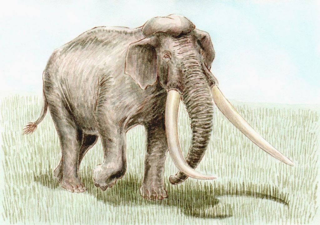 Asian Straight-tusked Elephant (Palaeoloxodon namadicus) - Know Your ...