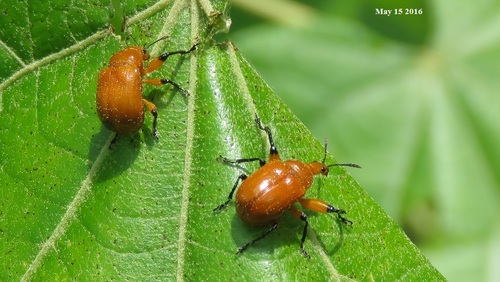 género Henicolabus · NaturaLista Colombia