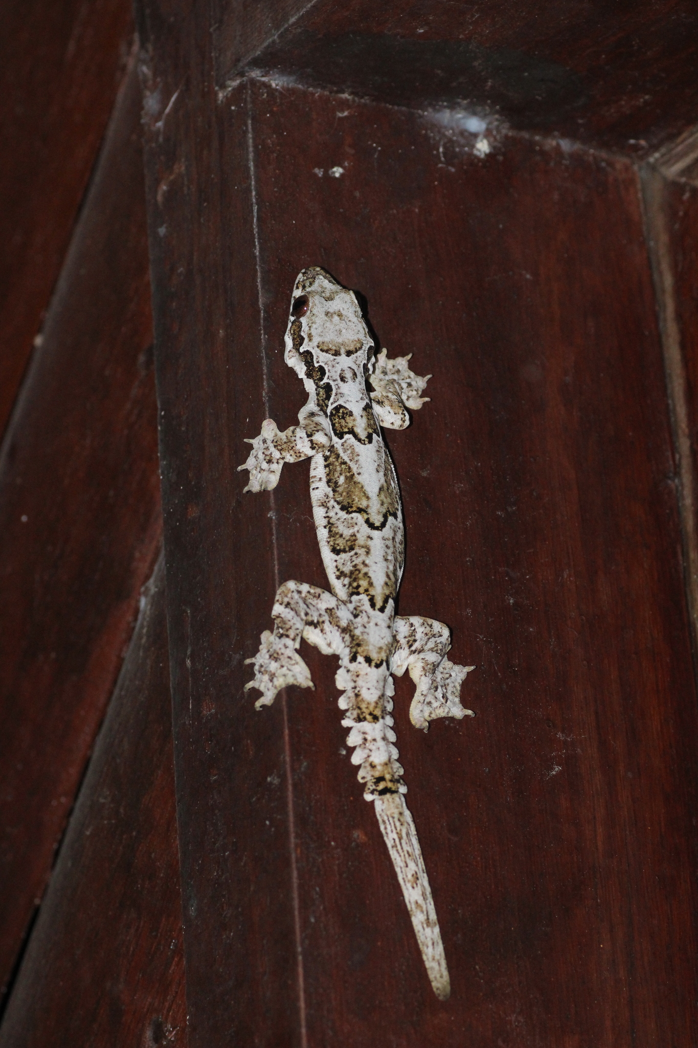 Gekko horsfieldii (Gray, 1827)