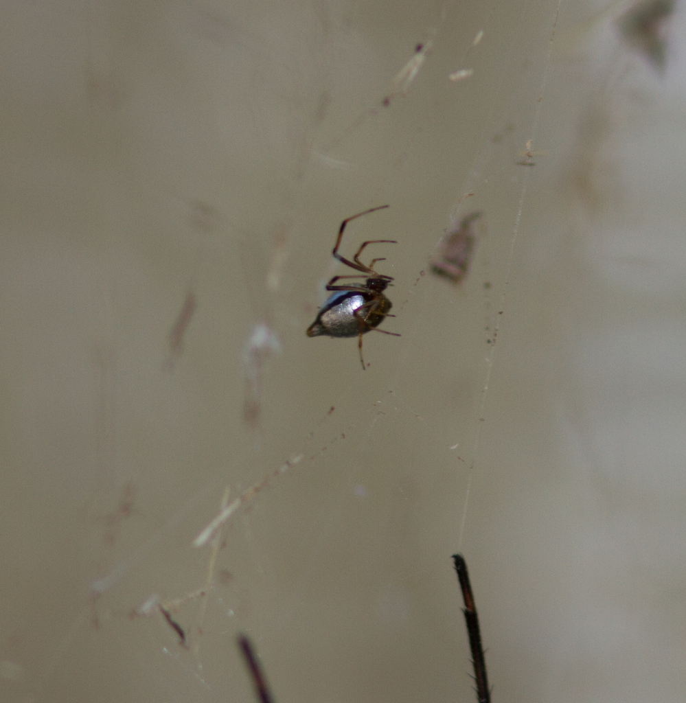 Silvery Spider (MatBio: ARACHNIDS - Matanzas Biodiversity) · iNaturalist