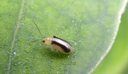 Genus Zepherina · iNaturalist