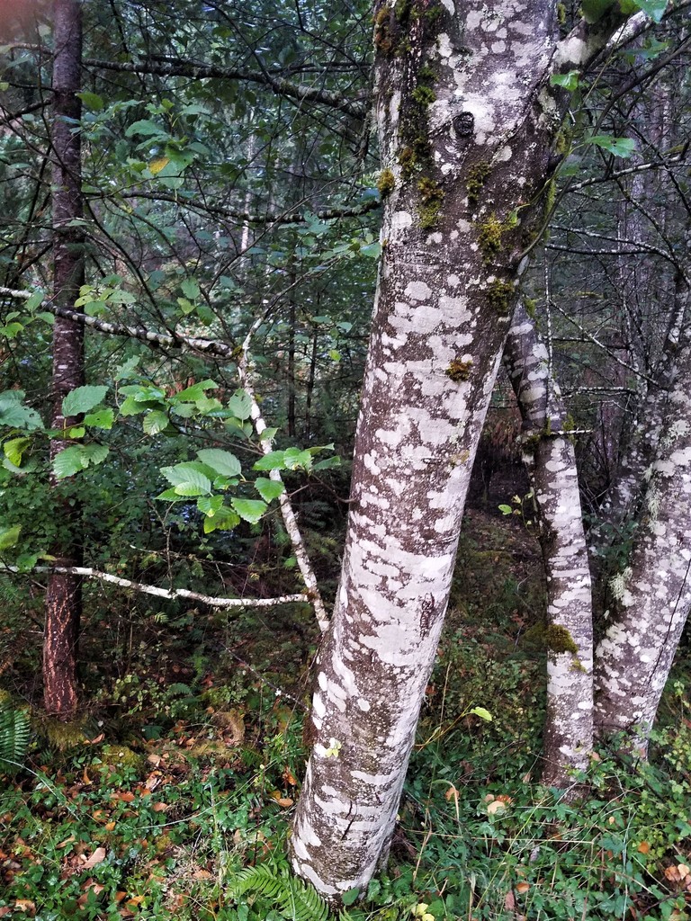 Red Alder (Handbook for the Native Trees of Oregon) · iNaturalist