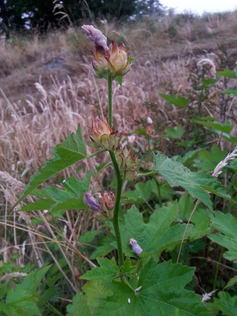 california globe mallow (Plants of Rosewood Nature Study Area ...