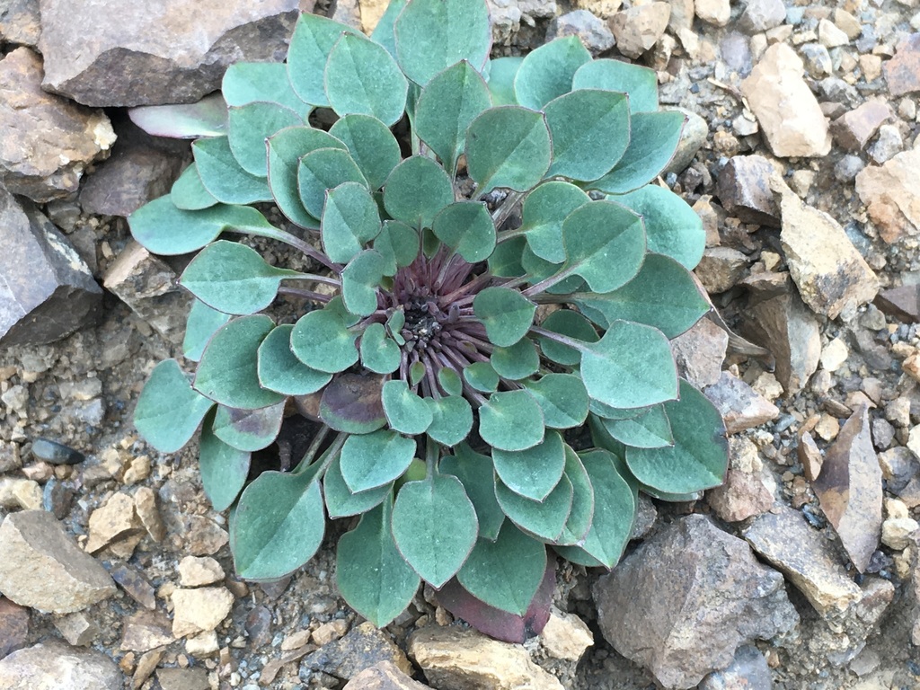 Dwarf Alpine Hawk's-beard (Askellia pygmaea) - Botanical Realm