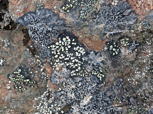 Rhizocarpon riparium · NaturaLista Colombia