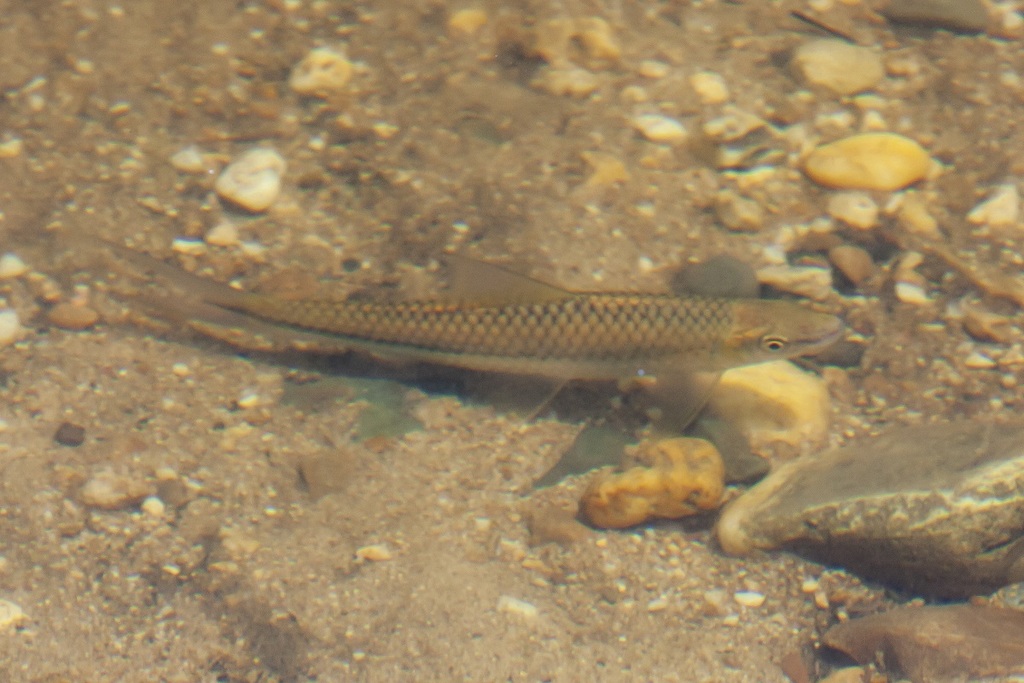 Siamese Algae Eater (Crossocheilus oblongus) - Marine Life Identification