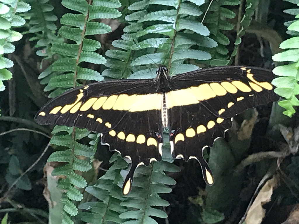 Thoas Swallowtail from Niterói on May 24, 2020 at 09:41 AM by ...