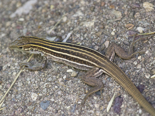 Sonoran Spotted Whiptail (Lizards of Highlands Center for Natural ...