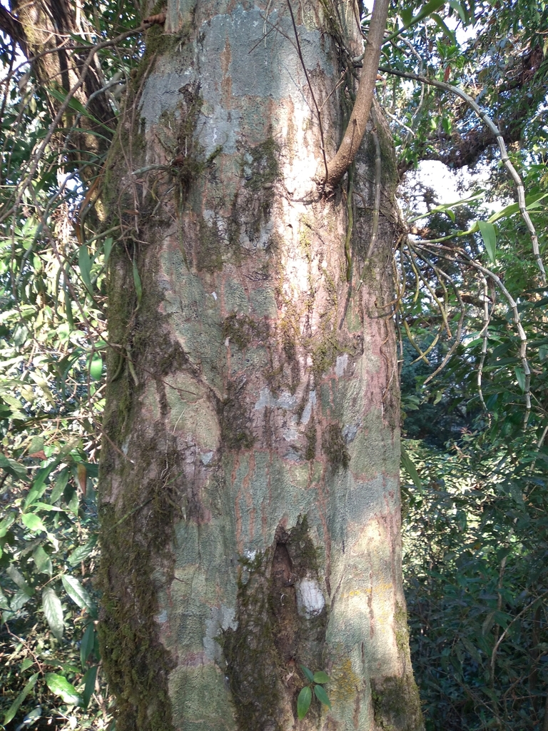 (Carpinus viminea) - Botanical Realm