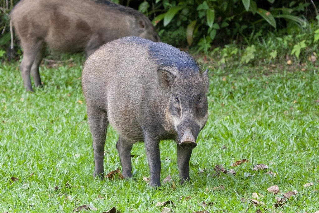 Banded Pig (12th 猪年大吉) · iNaturalist