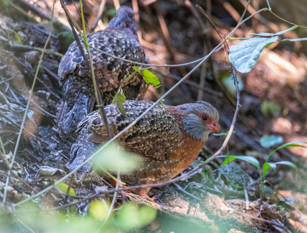 Bearded Wood-Partridge from Progreso Macuiltepetl, 91130 Xalapa ...