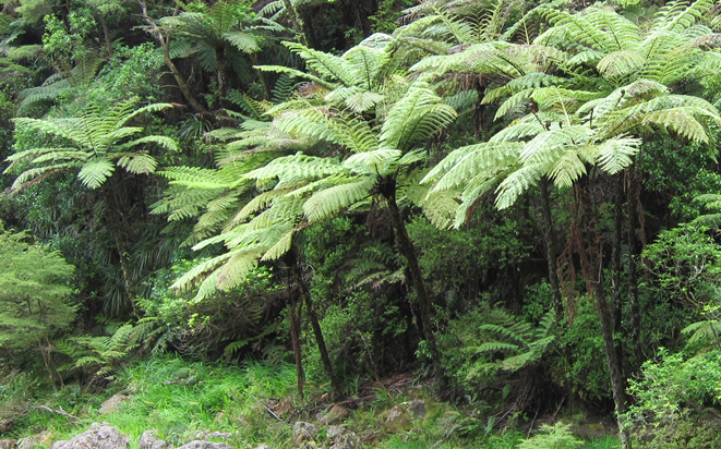 slender tree fern from Waitawheta River near Karagahake Gorge, Hauraki ...