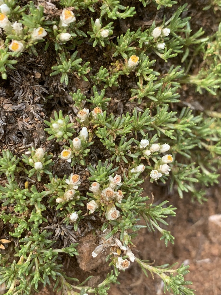 Snowball Everlasting from R577, MP, ZA on November 17, 2020 at 09:50 AM ...