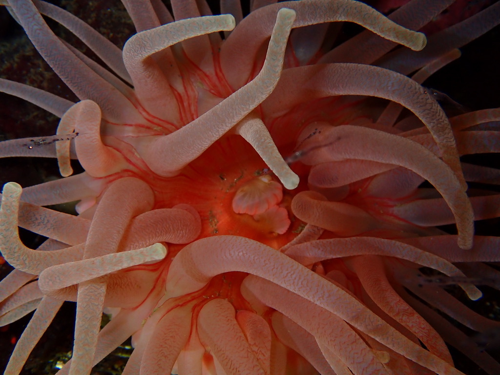 Cribrinopsis fernaldi Siebert & Spaulding, 1976