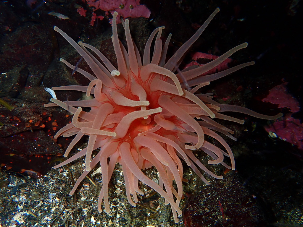 Cribrinopsis fernaldi Siebert & Spaulding, 1976