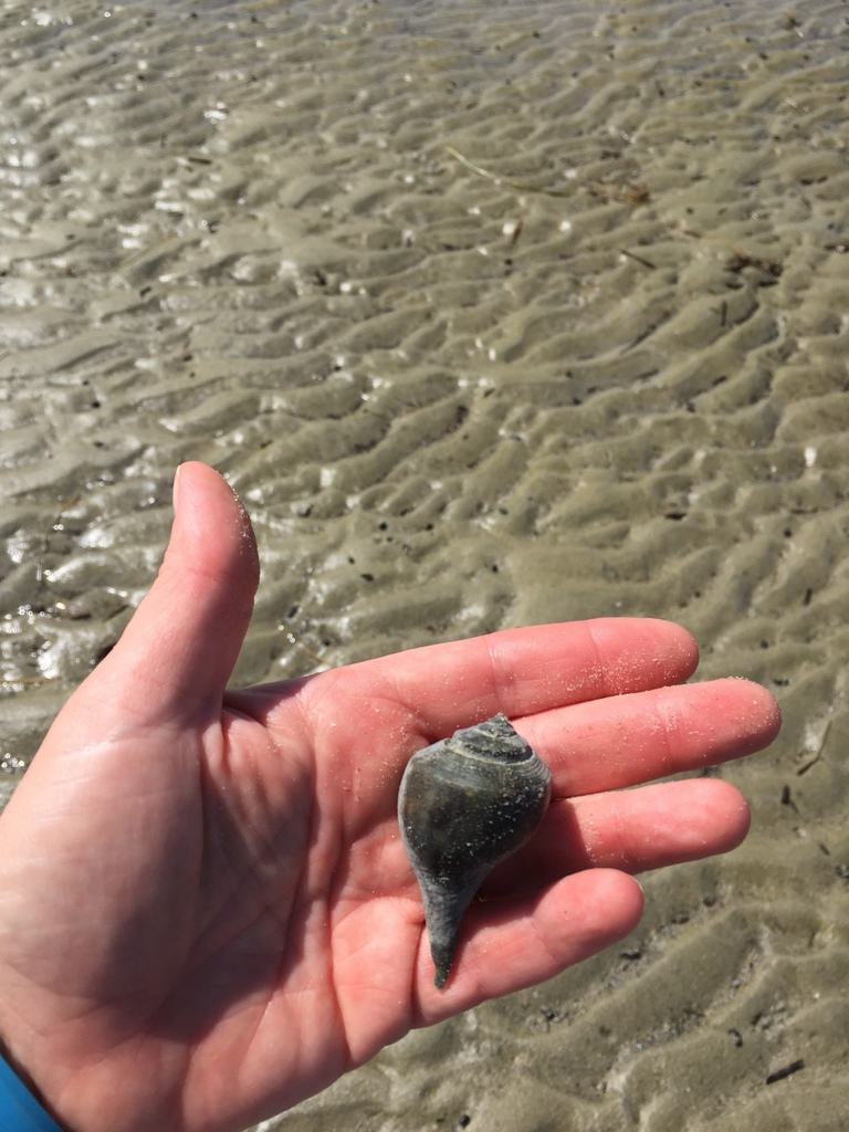 Florida Pear Whelk from Port Royal Sound, Hilton Head Island, SC, US on ...
