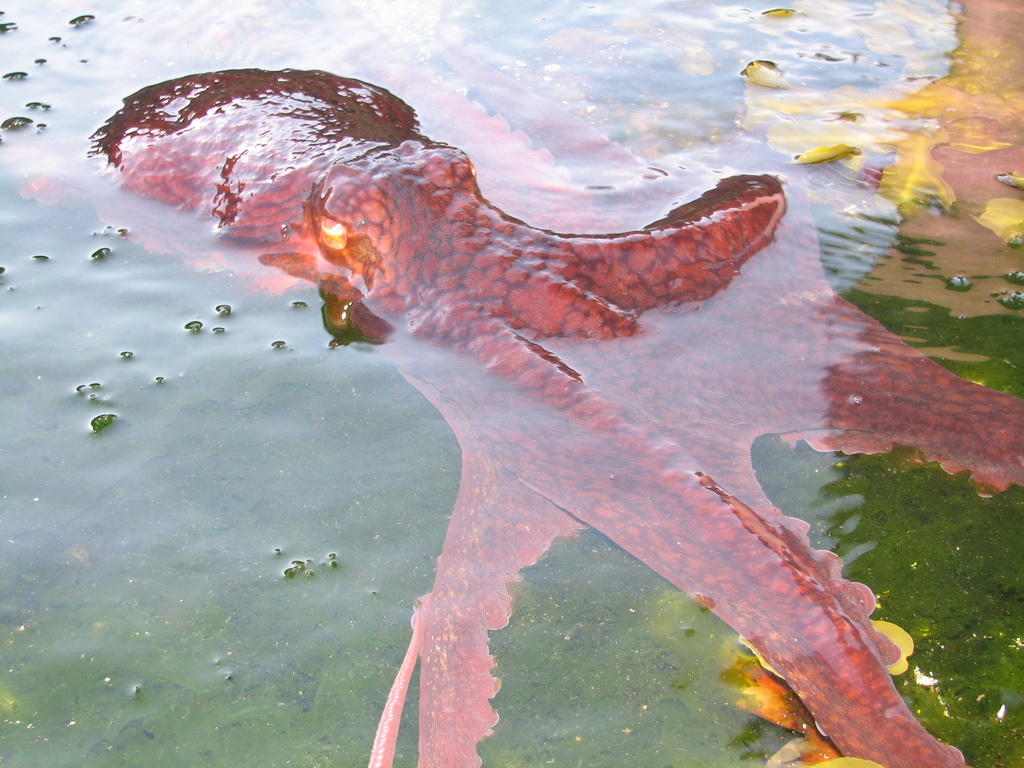 Giant Pacific Octopus from Kitimat-Stikine, BC, Canada on August 25 ...