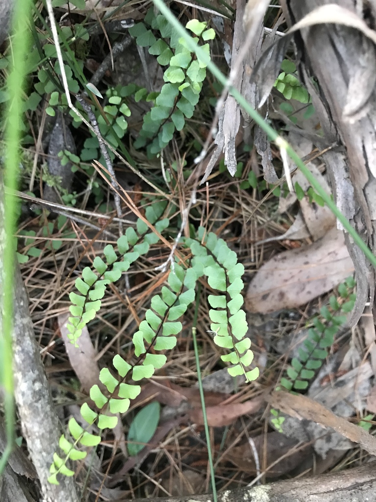 Polypodiales from Coulson Road, Monbulk, VIC, AU on November 25, 2020 ...