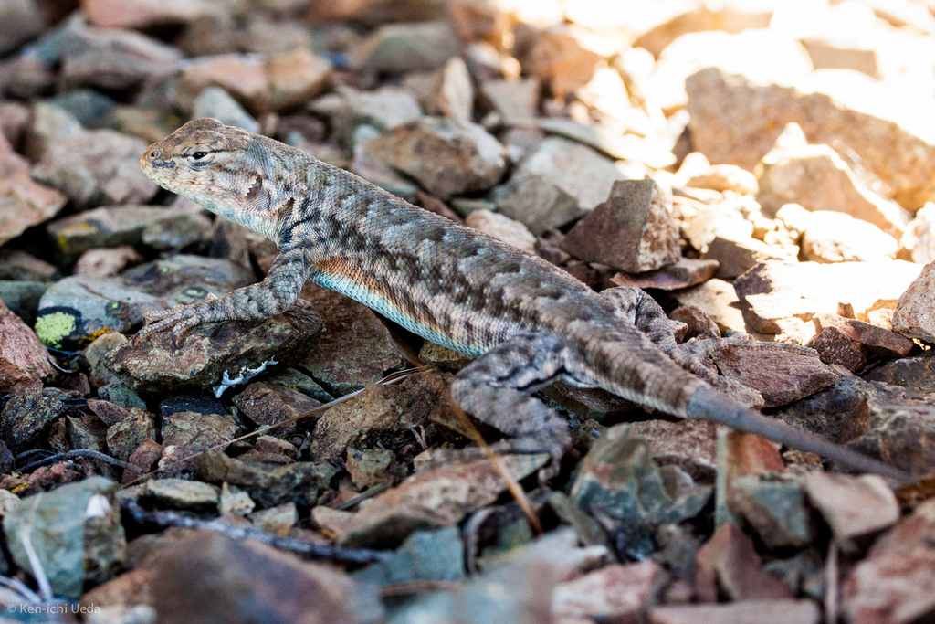 Common Sagebrush Lizard from North Peak, Mount Diablo, Contra Costa ...