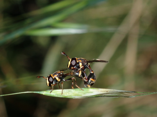 Monoceromyia macleayi · iNaturalist