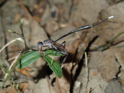 Gasteruption spinigerum · iNaturalist United Kingdom