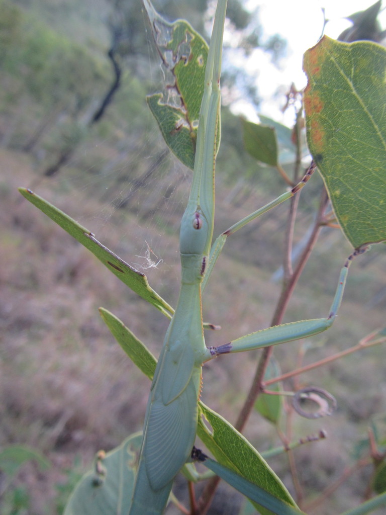 Sjöstedt's Graceful Stick Insect from Douglas QLD 4814, Australia on ...