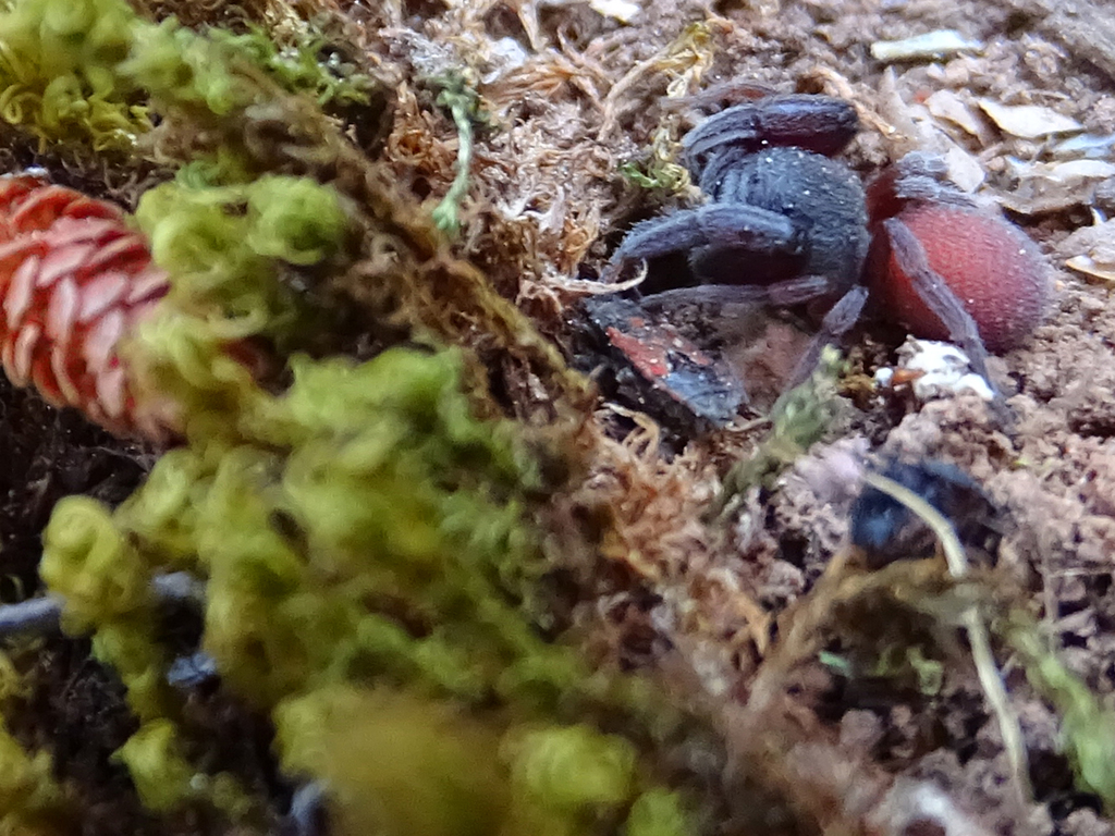 Common Palp-footed Spider from Γαλάτσι, Ελλάδα on April 18, 2020 at 06: ...