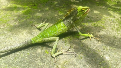 Great Crested Canopy Lizard (Bronchocela jubata) - Snakes and Lizards