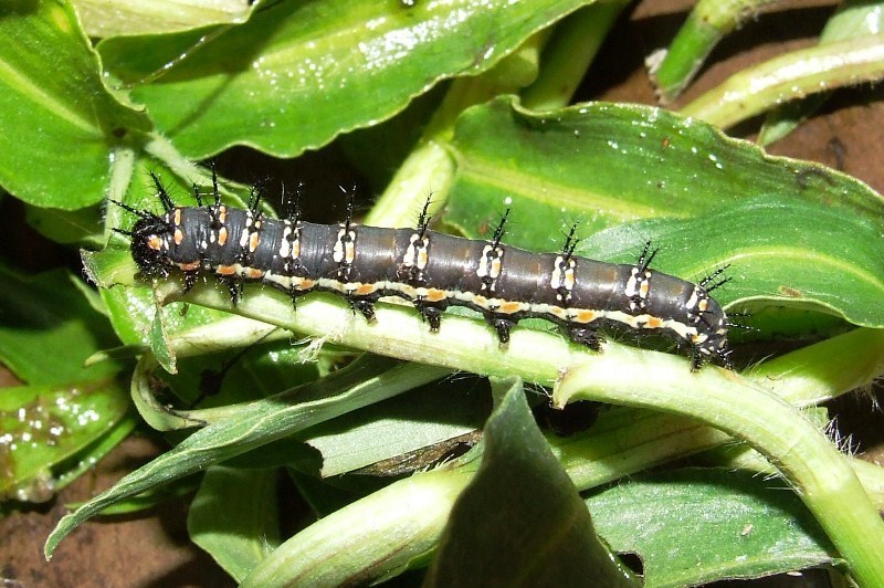 Whitebar Acraea (Lepidoptera of Botswana) · BioDiversity4All