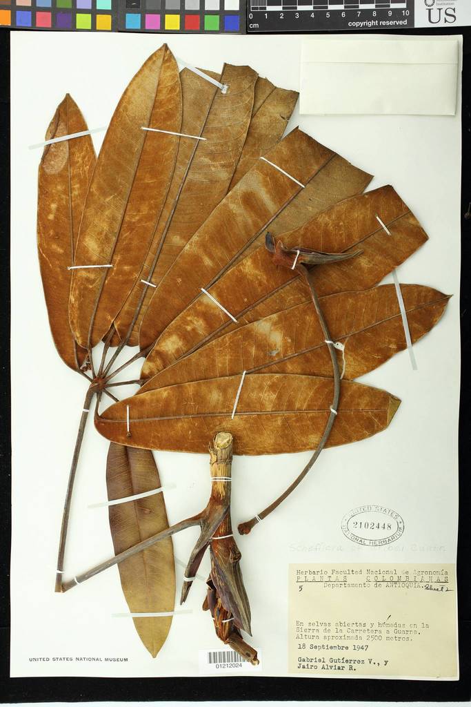 Schefflera Trianae Plantas Comunes En Medellín · Naturalista Colombia