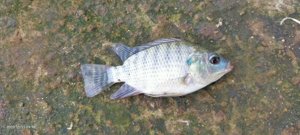Nile Tilapia from Gandulan, Kaloran, Kabupaten Temanggung, Jawa Tengah ...