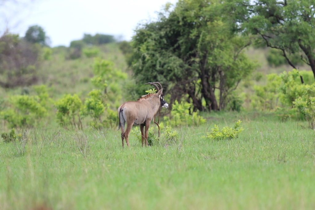 Southern Roan Antelope from Mumbwa, Zambia on December 10, 2019 at 02: ...