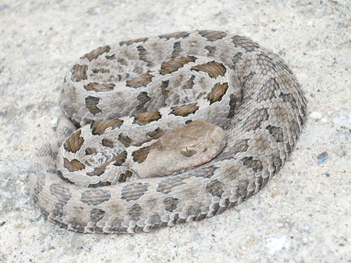 Cascabel pigmea mexicana (Crotalus ravus subsp. ravus)
