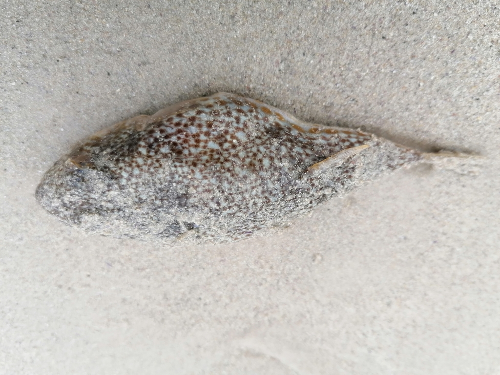 Flavimaculosus Puffer from Fish Hoek Beach on November 23, 2020 at 07: ...