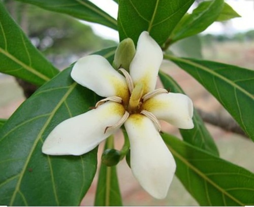 Genip-trees (Genipa)