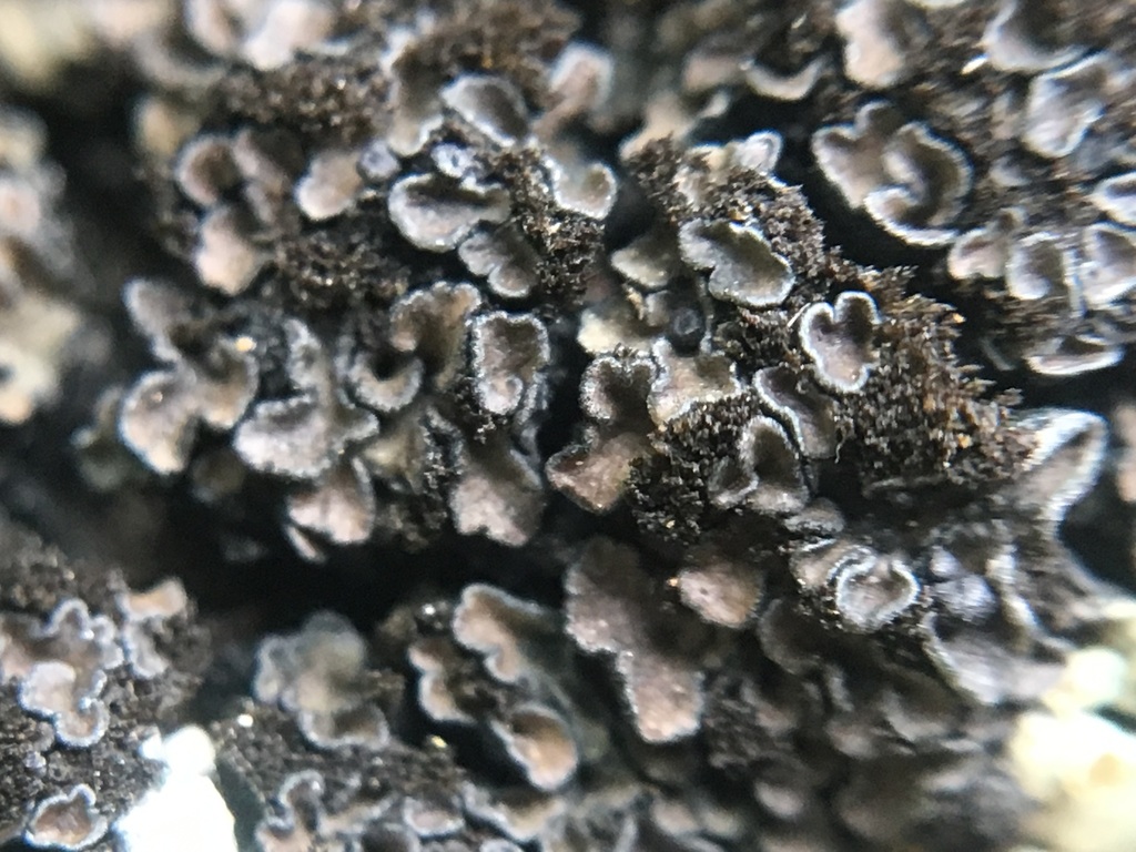 Blue-edged Scale Lichen (Lichens of the U.S.A pt. 2) · iNaturalist