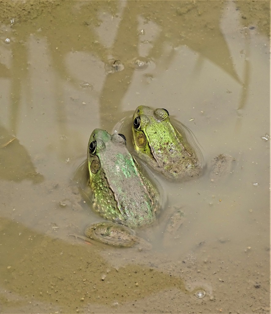 Green Frog from Killbuck Marsh Wildlife Area, Shreve, OH 44676, USA on ...