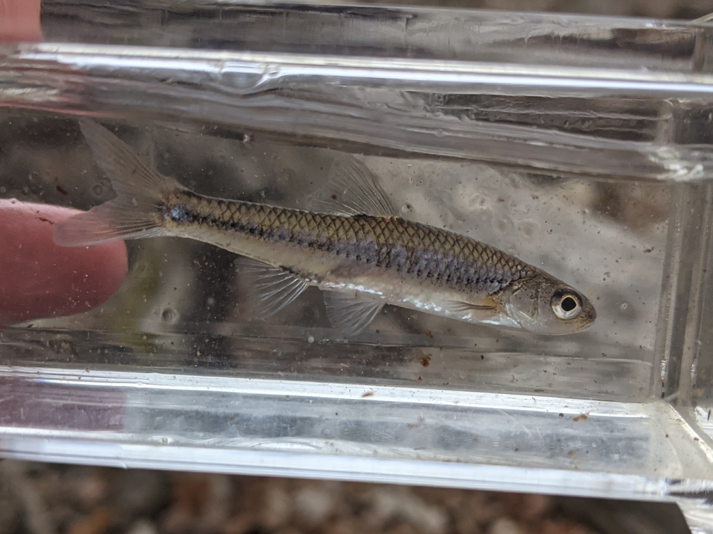 Sand Shiner