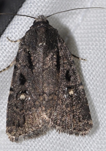 Caradrina distigma · iNaturalist United Kingdom