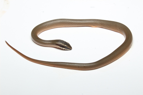 (Conophis lineatus concolor) - Snakes and Lizards