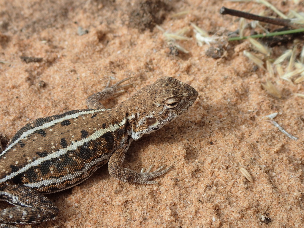 Southern Mallee Dragon from 30km E by N of Swan Reach, S. AUST on ...